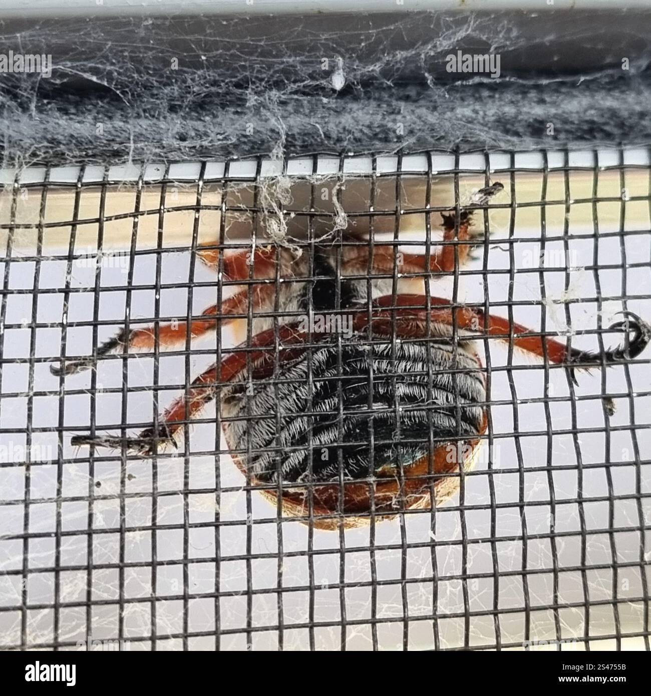 Duck Billed Beetle (Anoplognathus montanus Stock Photo - Alamy