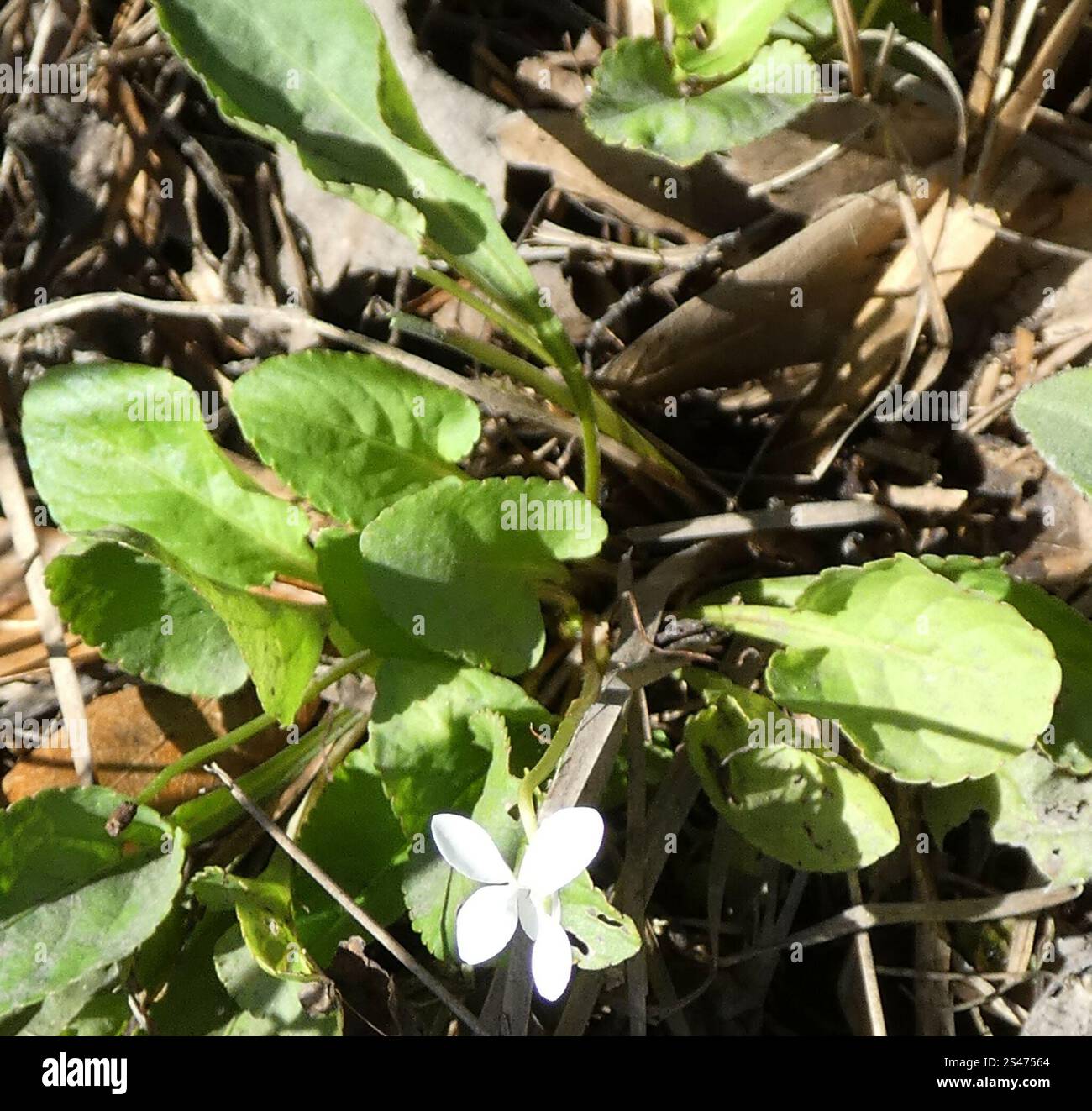 primrose-leaved violet (Viola primulifolia Stock Photo - Alamy