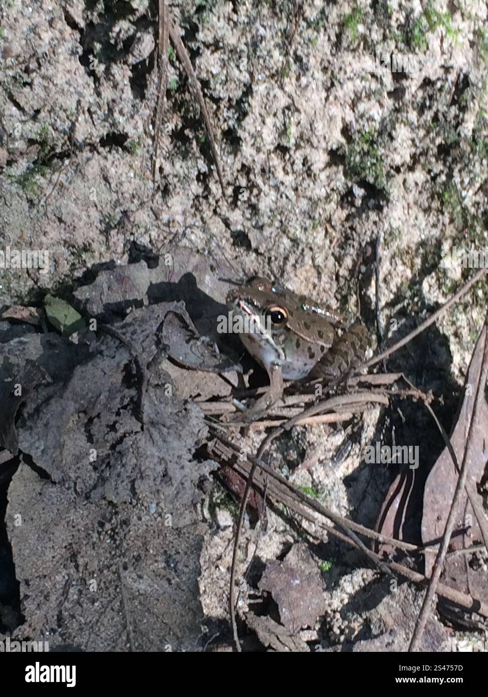 Southern Leopard Frog (Lithobates sphenocephalus Stock Photo - Alamy