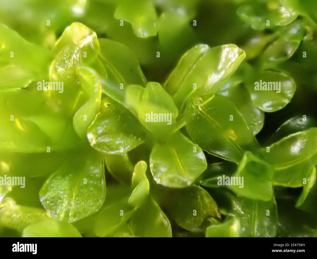 Water Screw-moss (Syntrichia latifolia Stock Photo - Alamy