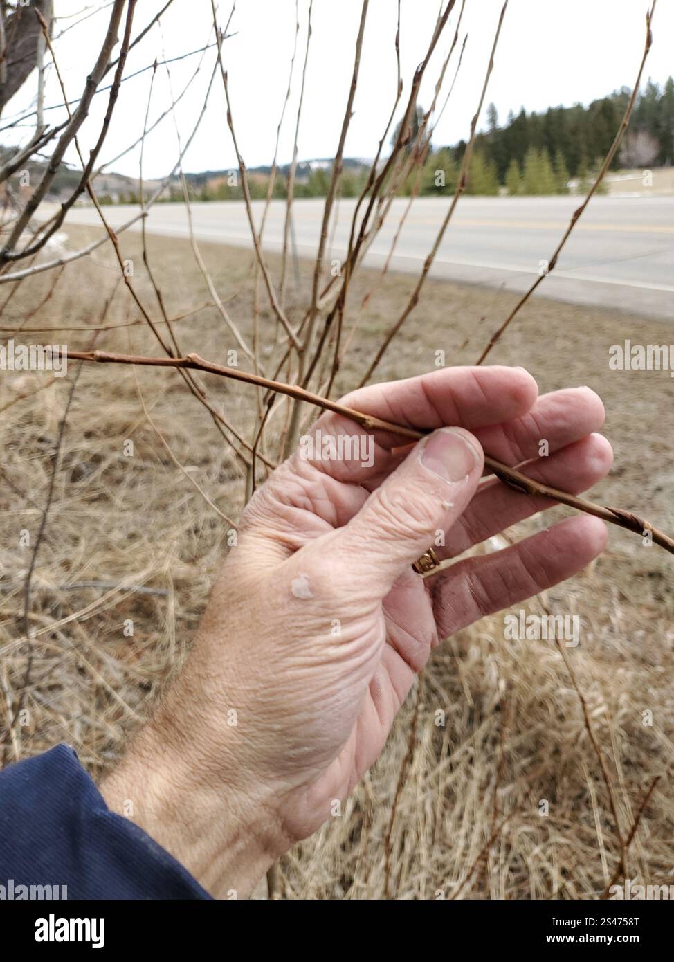 willow family (Salicaceae Stock Photo - Alamy