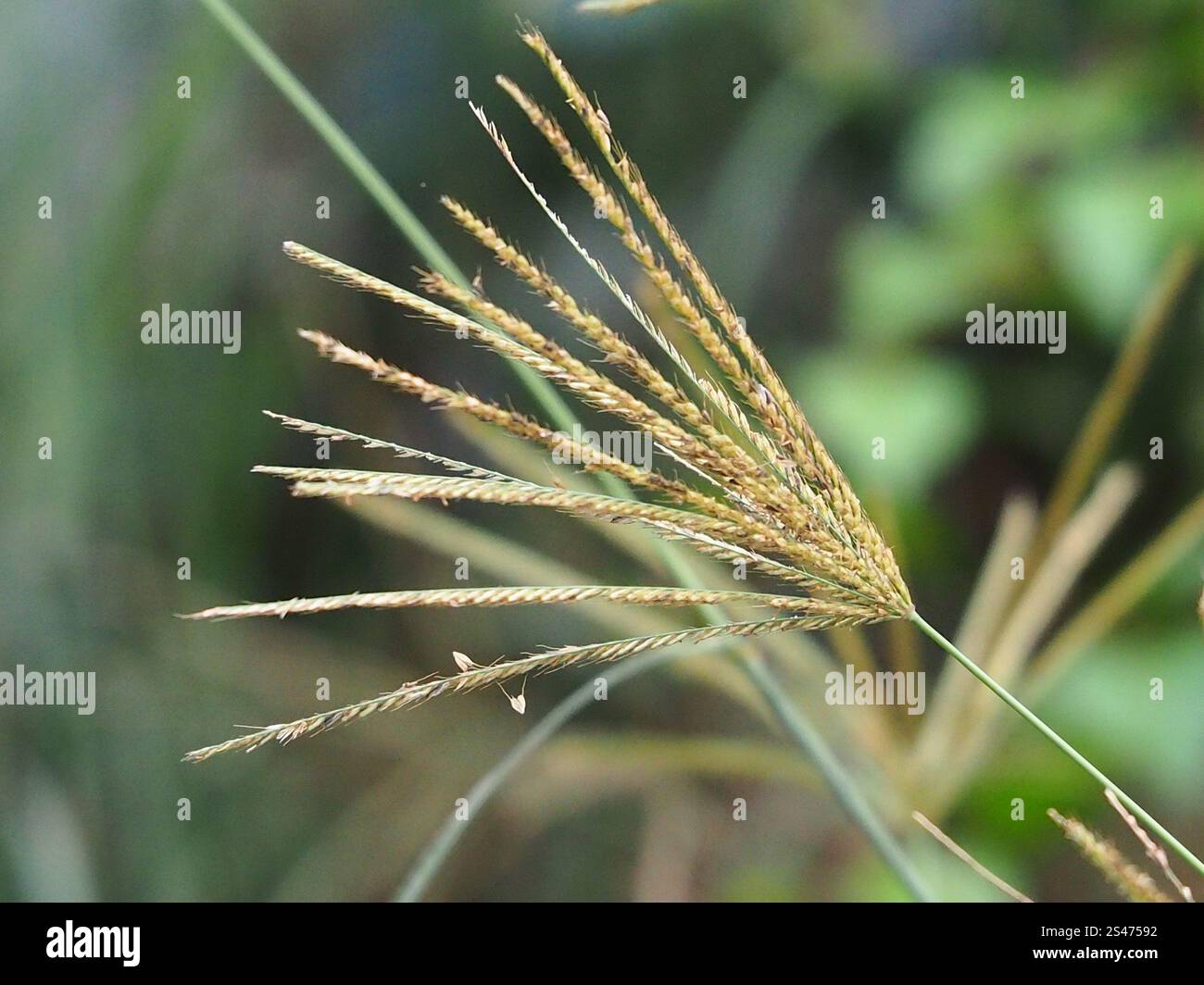 Rhodes Grass (Chloris gayana Stock Photo - Alamy