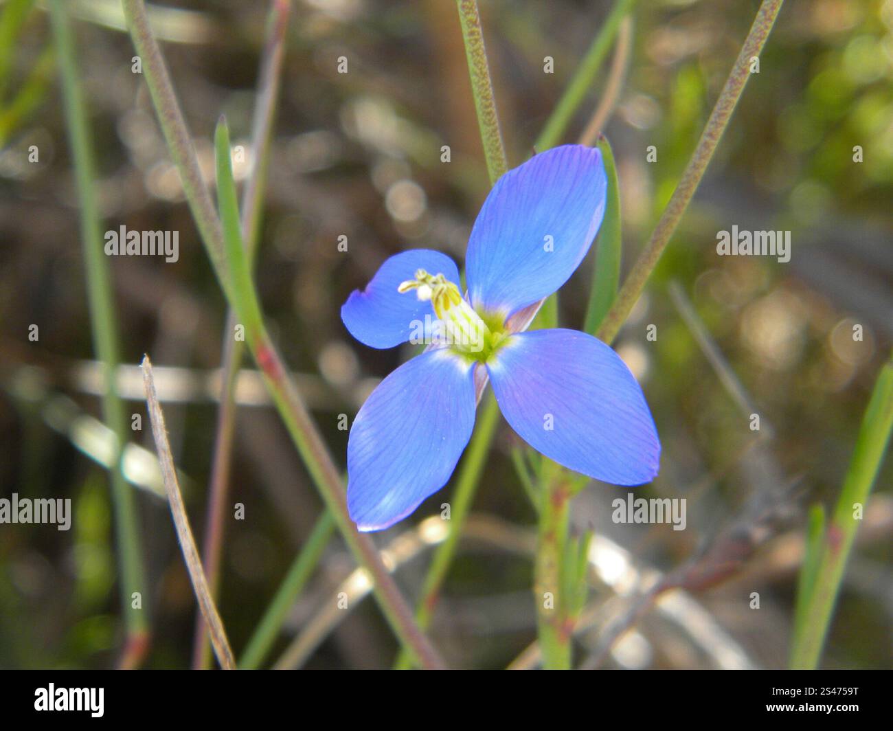 (Heliophila linearis linearifolia Stock Photo - Alamy