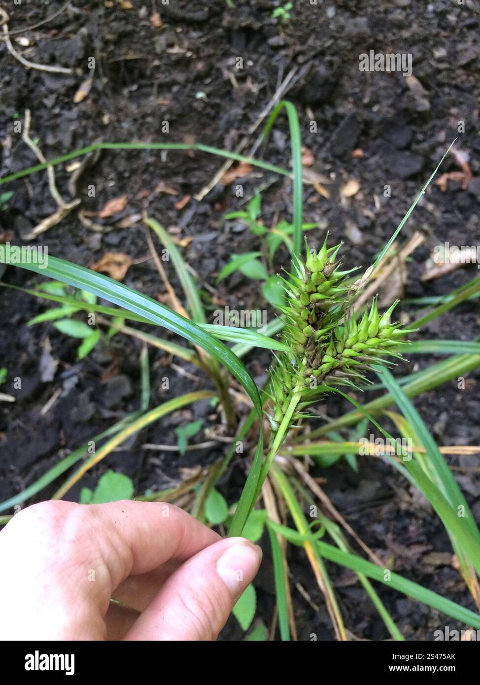 hop sedge (Carex lupulina Stock Photo - Alamy