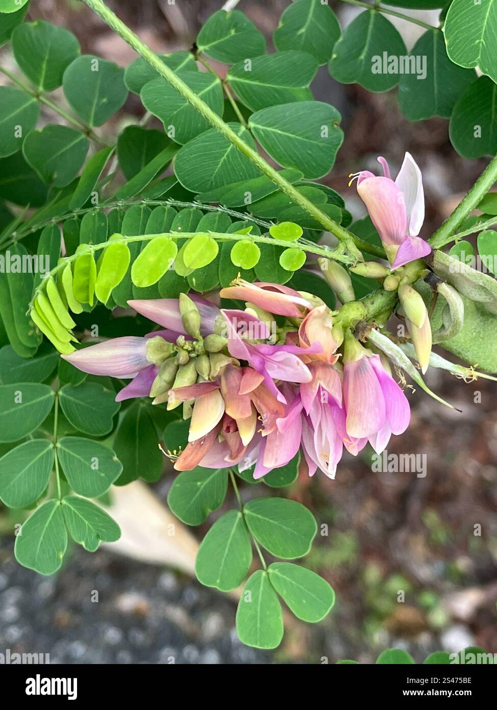 rosary pea (Abrus precatorius Stock Photo - Alamy