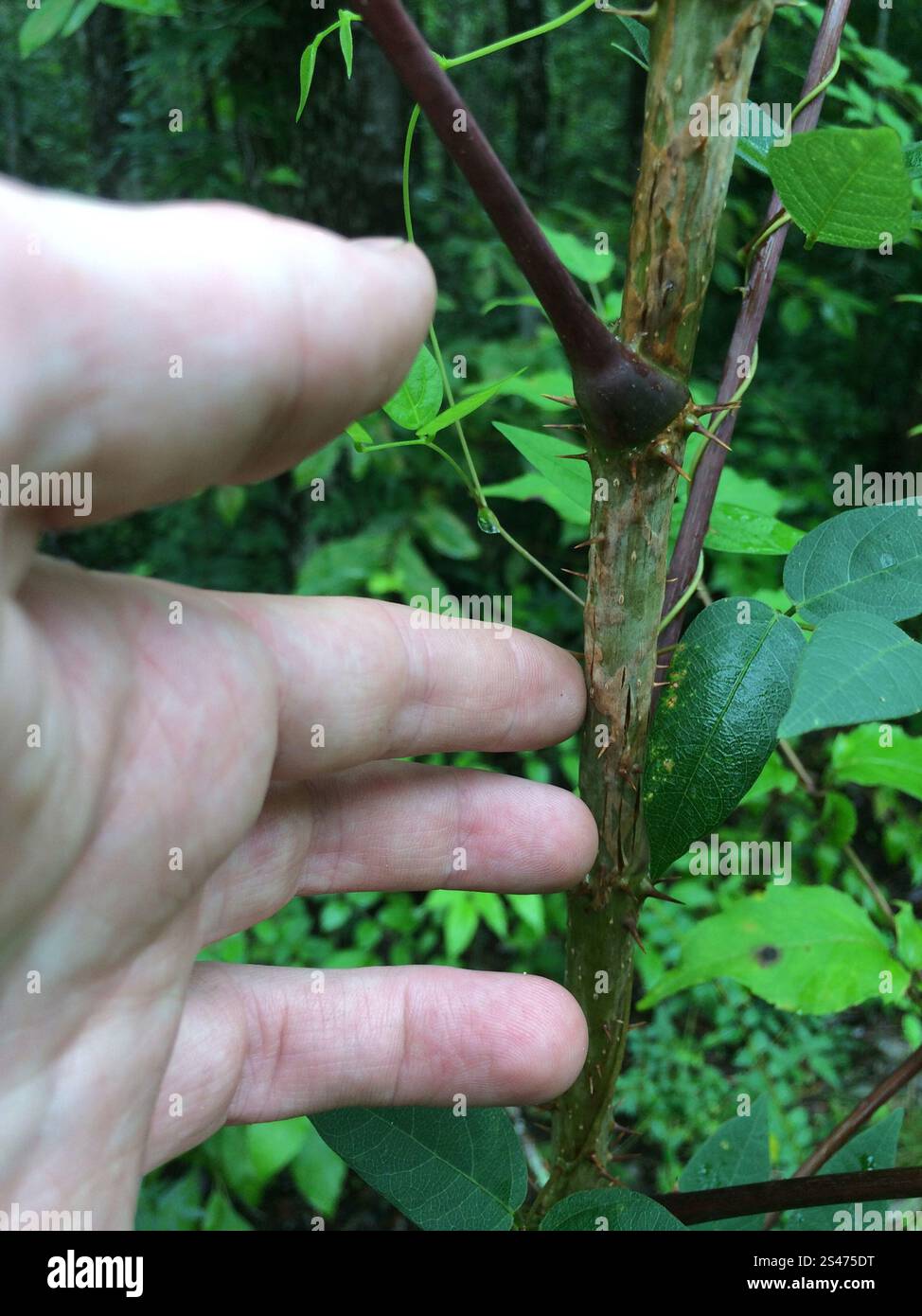 devil's walkingstick (Aralia spinosa Stock Photo - Alamy