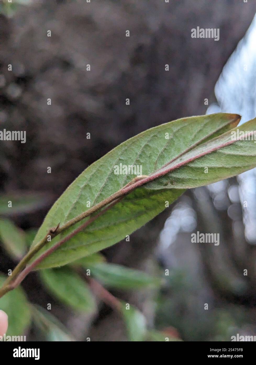 Willow-leaved Cotoneaster (Cotoneaster salicifolius Stock Photo - Alamy