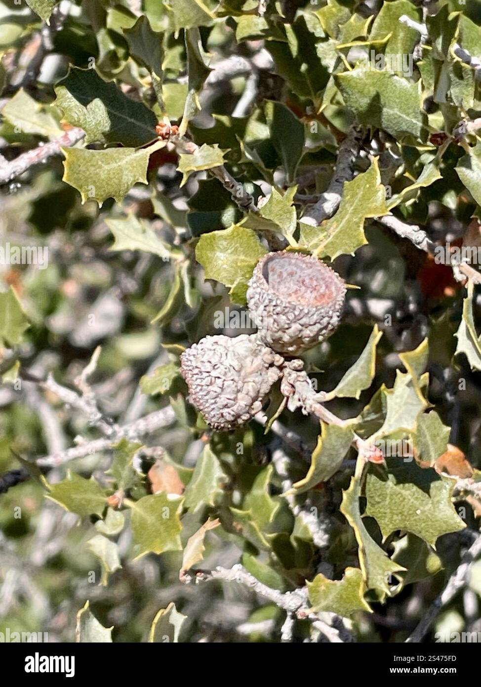 Muller's oak (Quercus cornelius-mulleri Stock Photo - Alamy