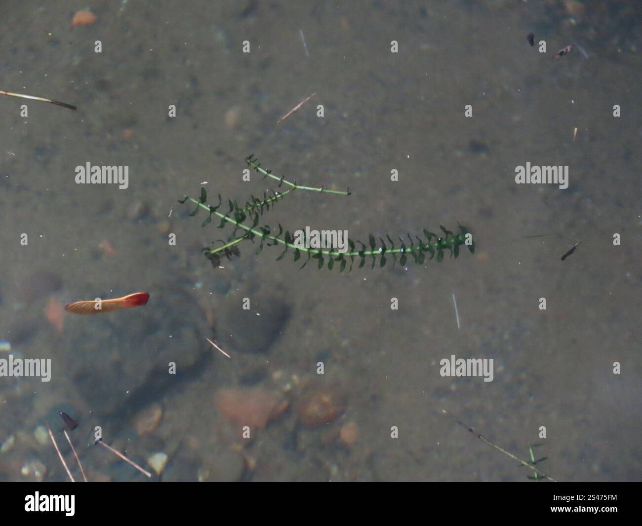 Canadian Waterweed (Elodea canadensis Stock Photo - Alamy