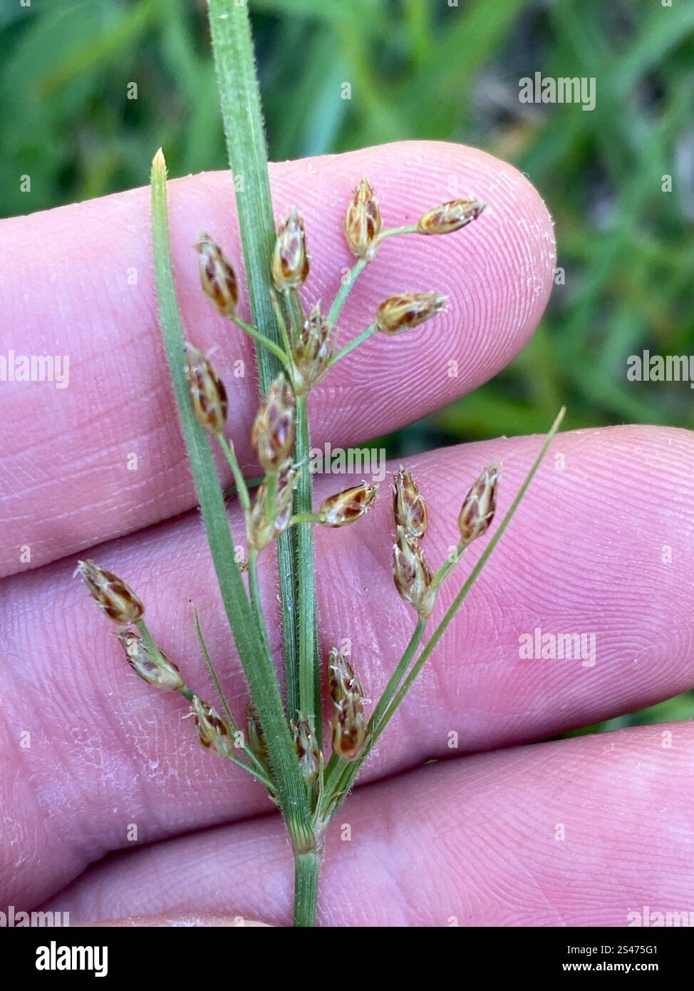 Common Fringe-rush (Fimbristylis dichotoma Stock Photo - Alamy
