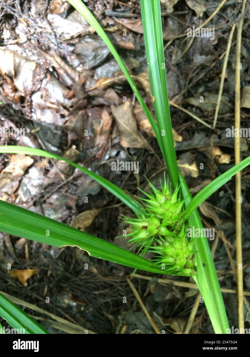 hop sedge (Carex lupulina Stock Photo - Alamy