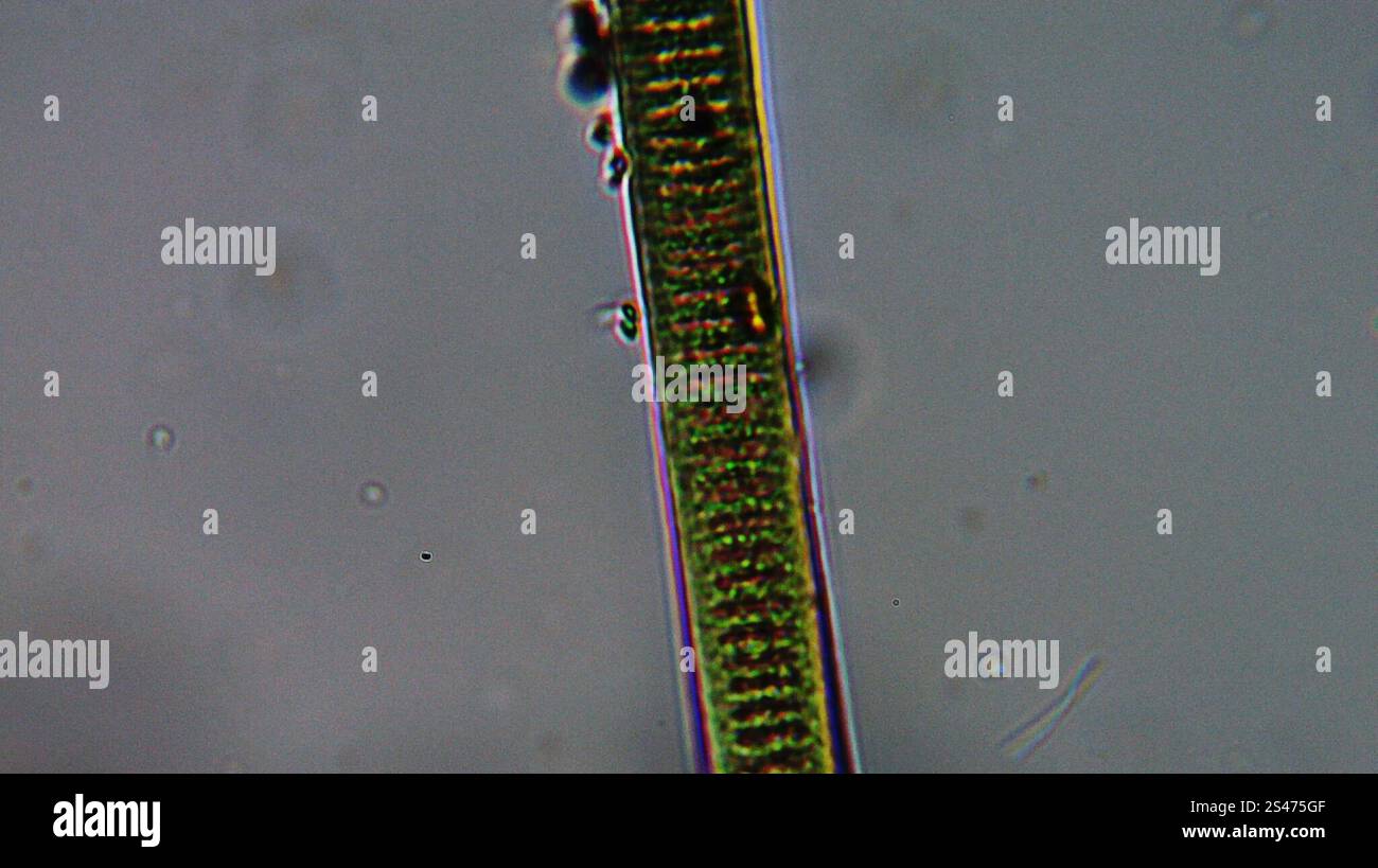 Lyngbya hi-res stock photography and images - Alamy