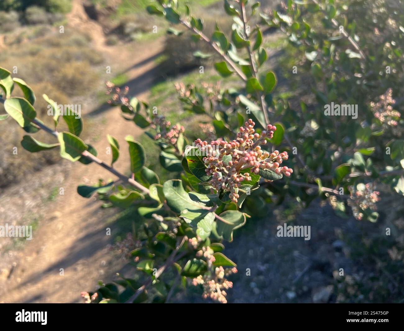 lemonade berry (Rhus integrifolia Stock Photo - Alamy