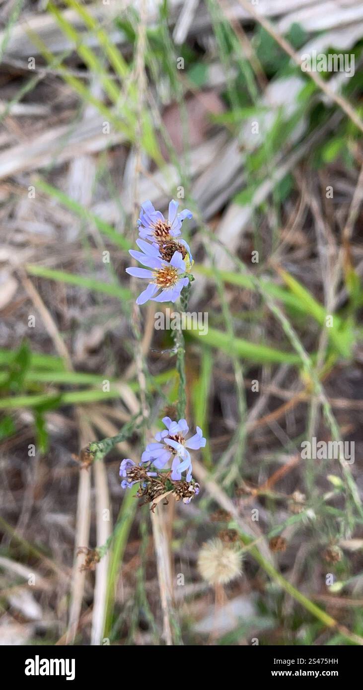 Scaleleaf Aster (Symphyotrichum adnatum Stock Photo - Alamy