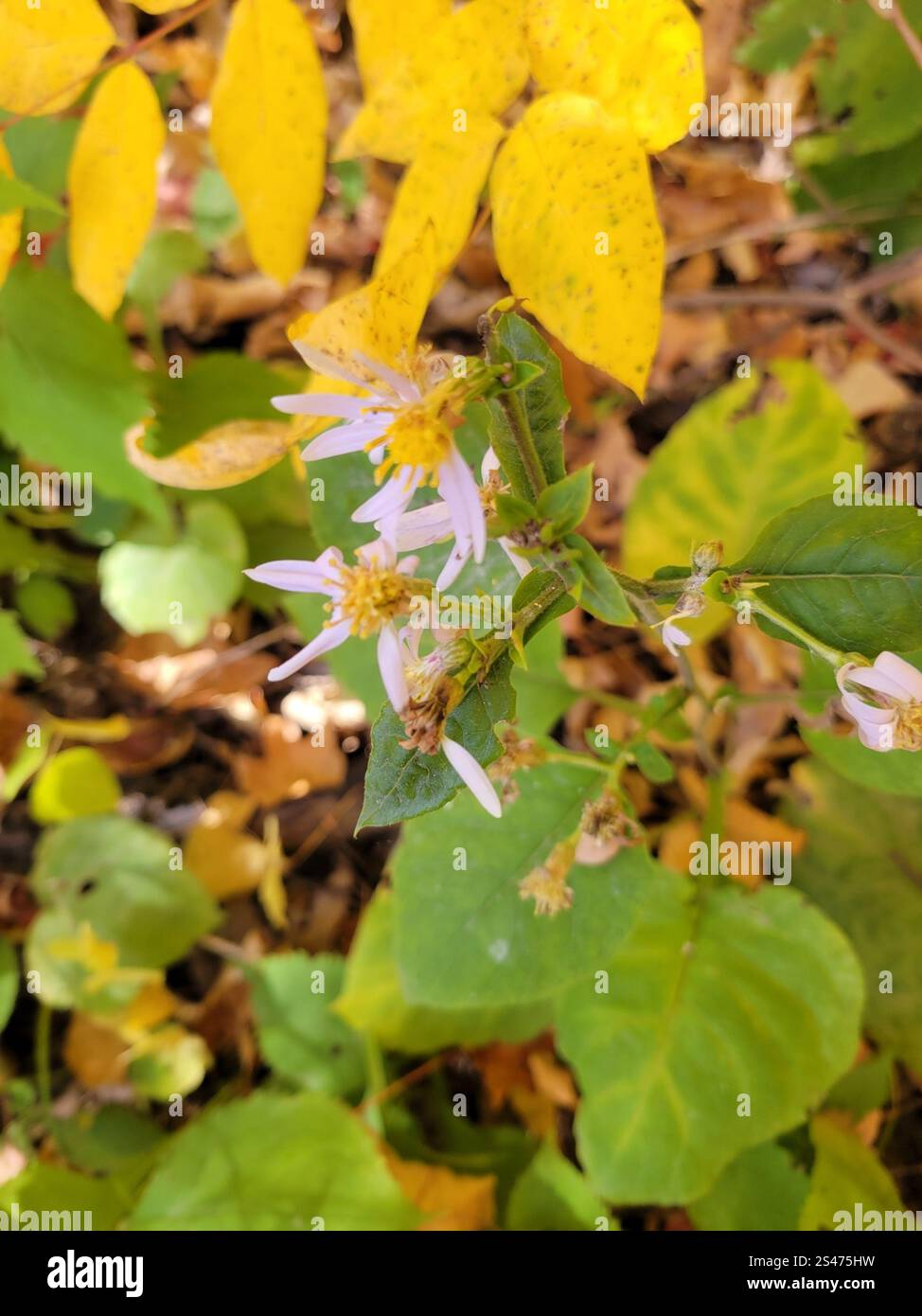 large-leaved aster (Eurybia macrophylla Stock Photo - Alamy