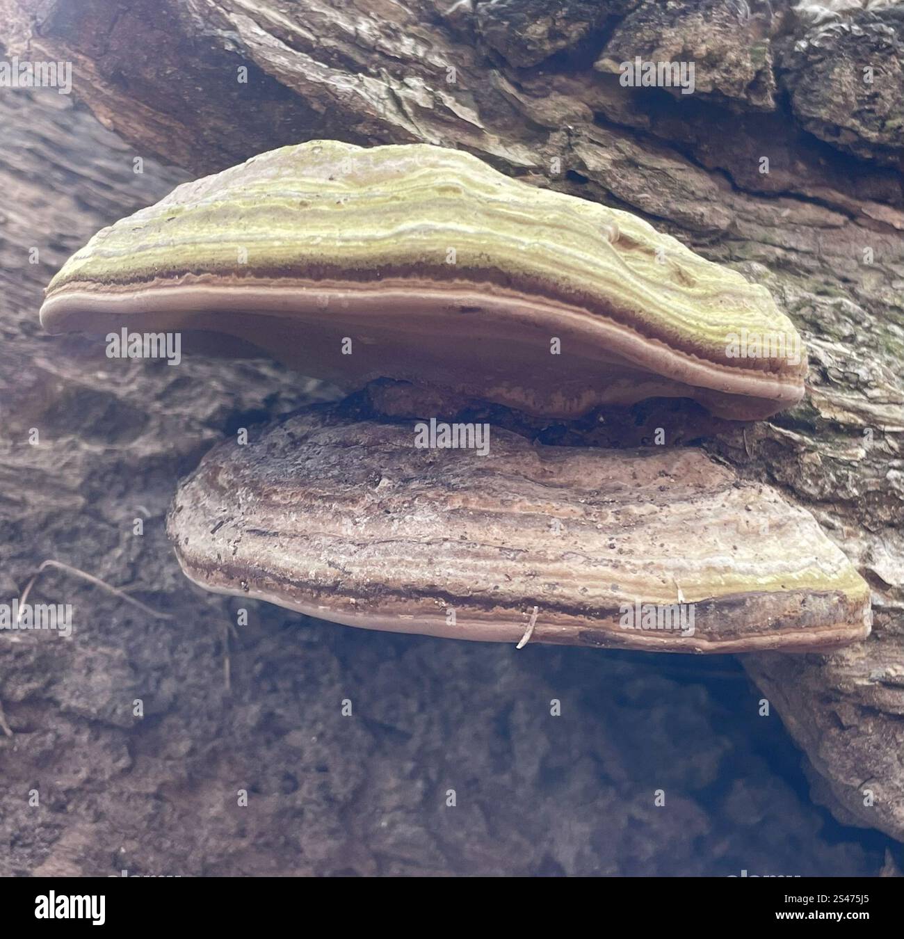 Southern Clam Shell (Fomes fasciatus Stock Photo - Alamy