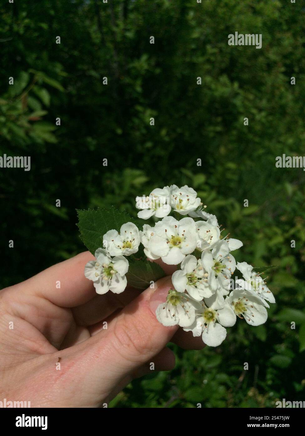 Large-thorn hawthorn (Crataegus macracantha Stock Photo - Alamy