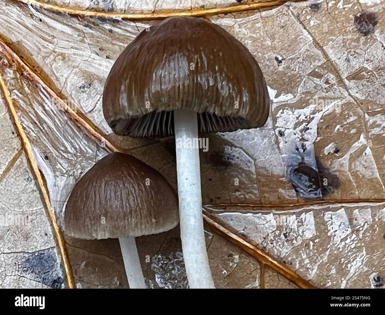Common Stump Brittlestem (Psathyrella piluliformis Stock Photo - Alamy