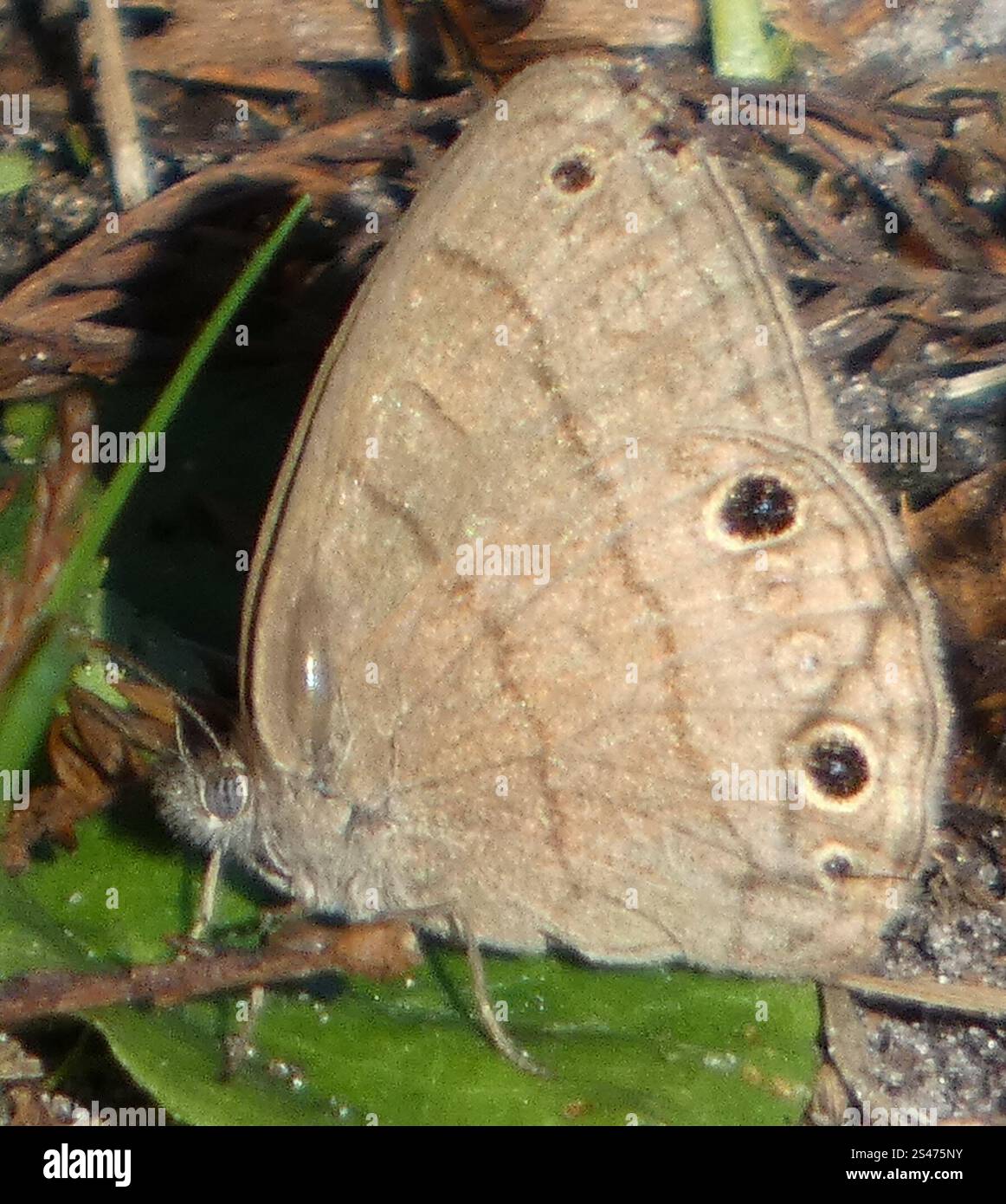 Carolina Satyr (Hermeuptychia sosybius Stock Photo - Alamy