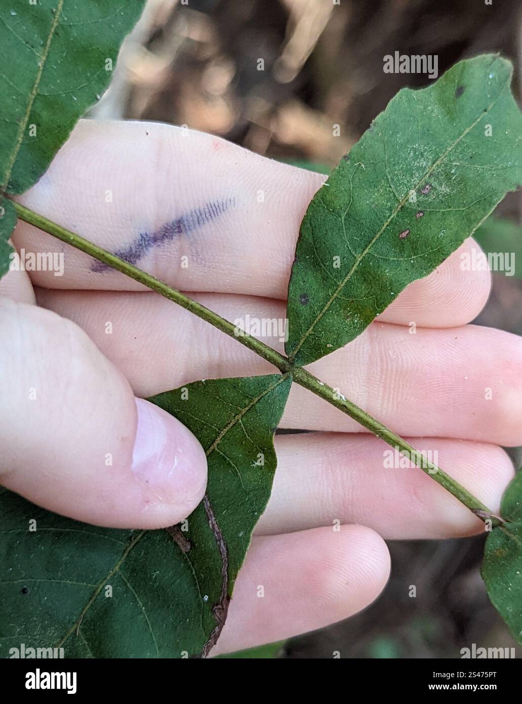 water hickory (Carya aquatica Stock Photo - Alamy