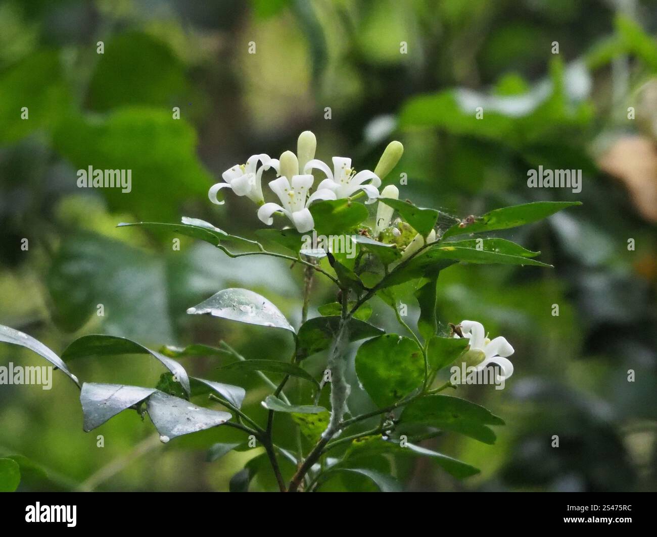 Orange Jasmine (Murraya paniculata Stock Photo - Alamy