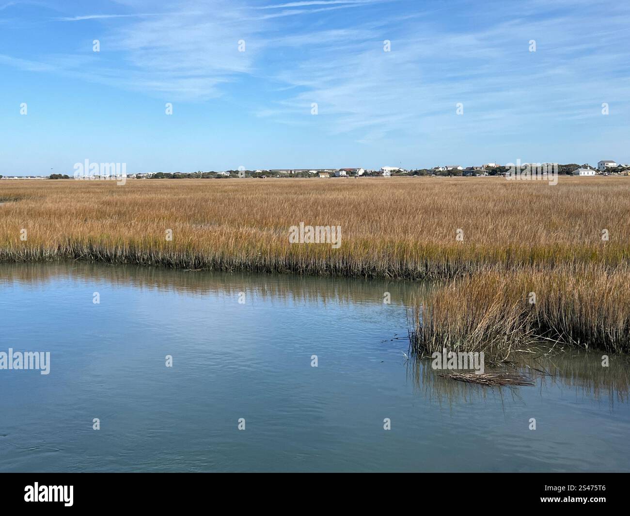 Saltmarsh Cordgrass (Sporobolus alterniflorus Stock Photo - Alamy