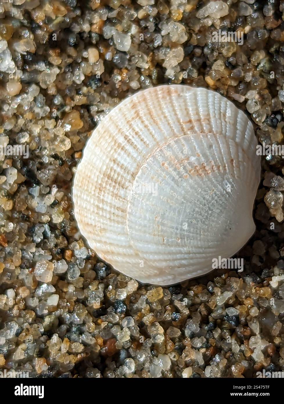 Dwarf Tiger Lucine (Ctena orbiculata Stock Photo - Alamy
