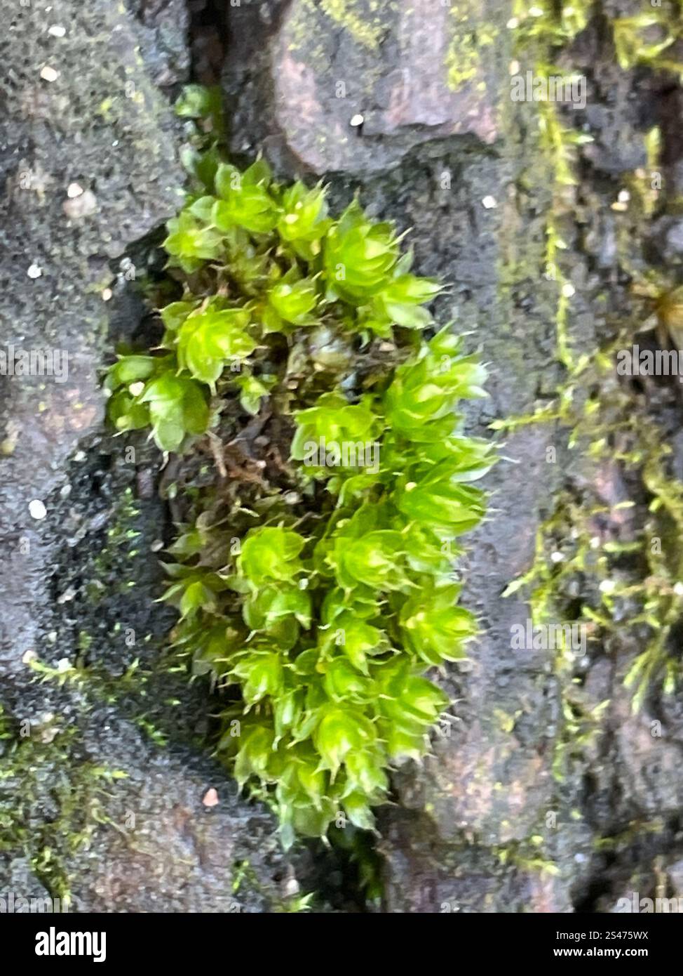 Capillary Thread-moss (Ptychostomum capillare Stock Photo - Alamy