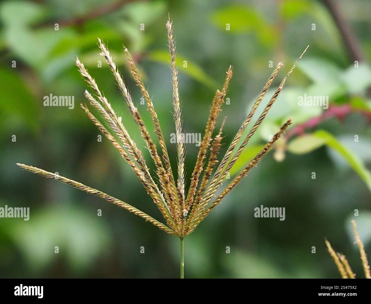 Rhodes Grass (Chloris gayana Stock Photo - Alamy