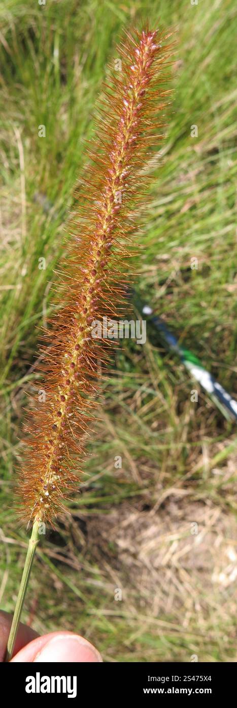 African bristlegrass (Setaria sphacelata Stock Photo - Alamy