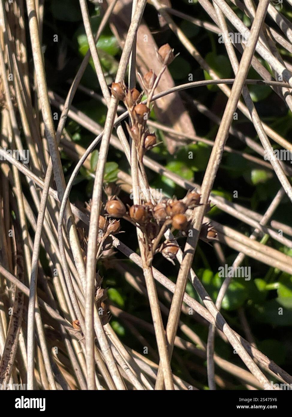 Leathery Rush (Juncus coriaceus Stock Photo - Alamy