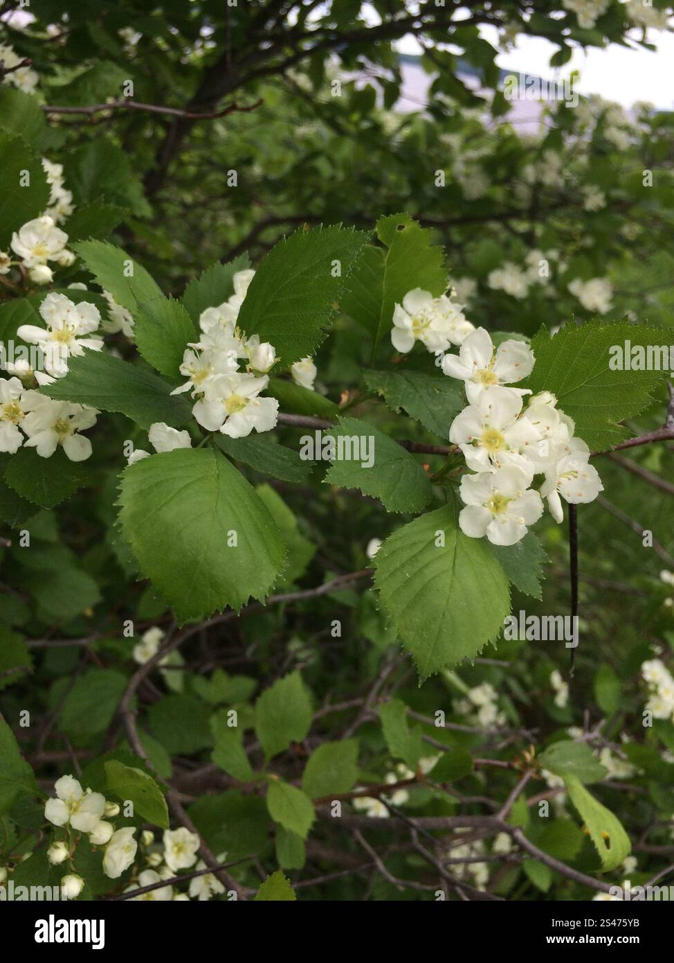 Glabrous-fruit Fireberry Hawthorn (Crataegus chrysocarpa phoeniceoides ...