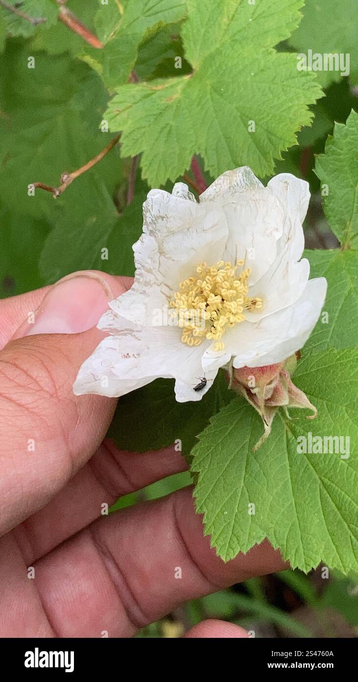 flowering raspberries (Anoplobatus Stock Photo - Alamy