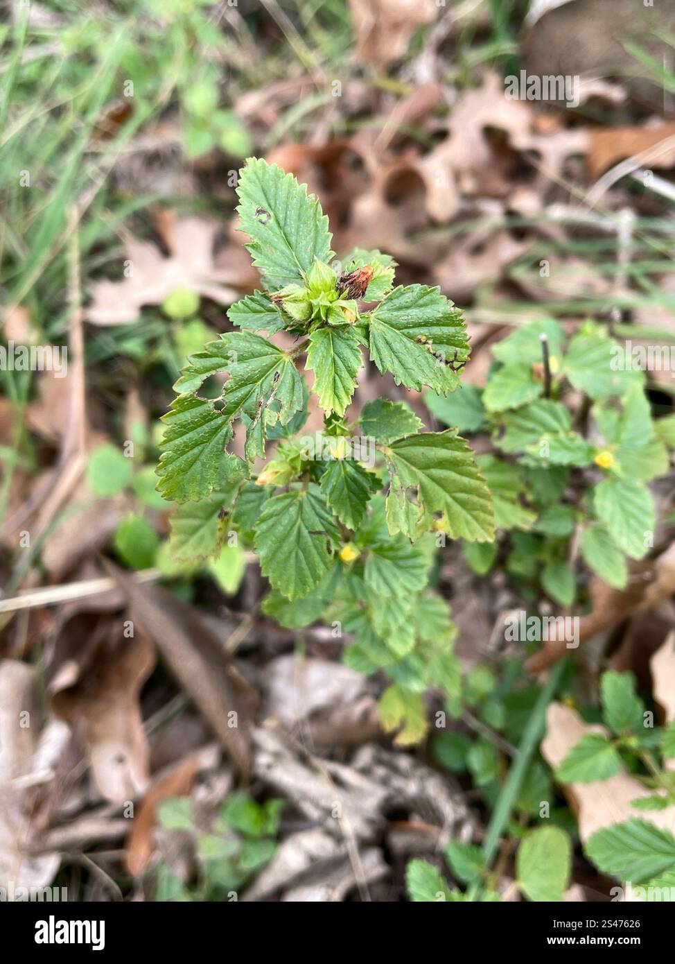 three-lobe false mallow (Malvastrum coromandelianum Stock Photo - Alamy