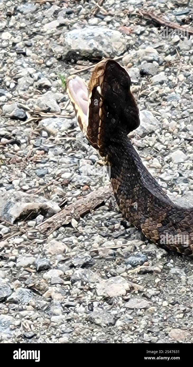 Northern Cottonmouth (Agkistrodon piscivorus Stock Photo - Alamy