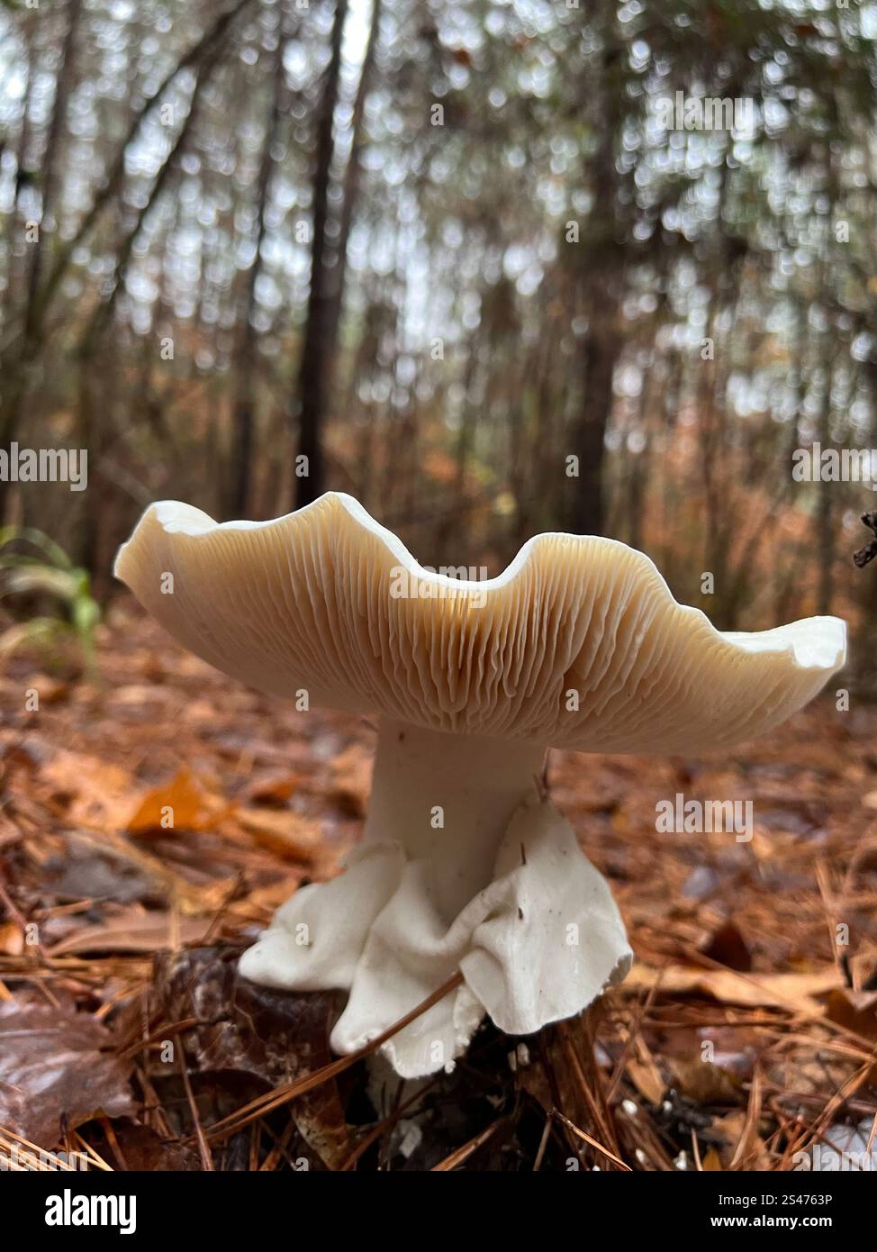 Eastern North American Destroying Angel (Amanita bisporigera Stock ...