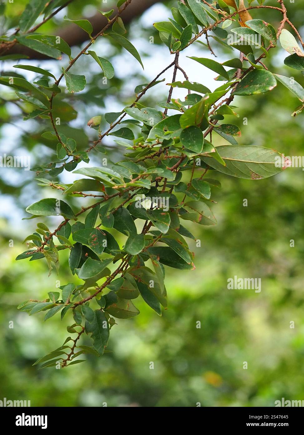 Pop-gun Seed (Bridelia tomentosa Stock Photo - Alamy