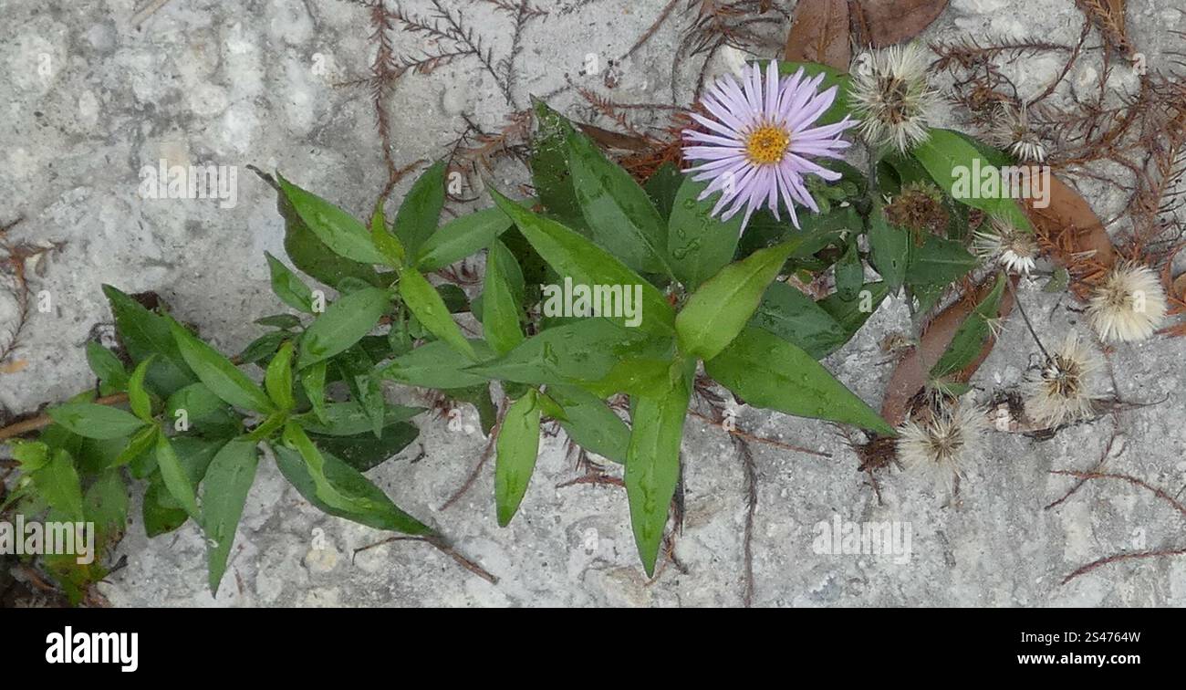 Climbing Aster (Ampelaster carolinianus Stock Photo - Alamy