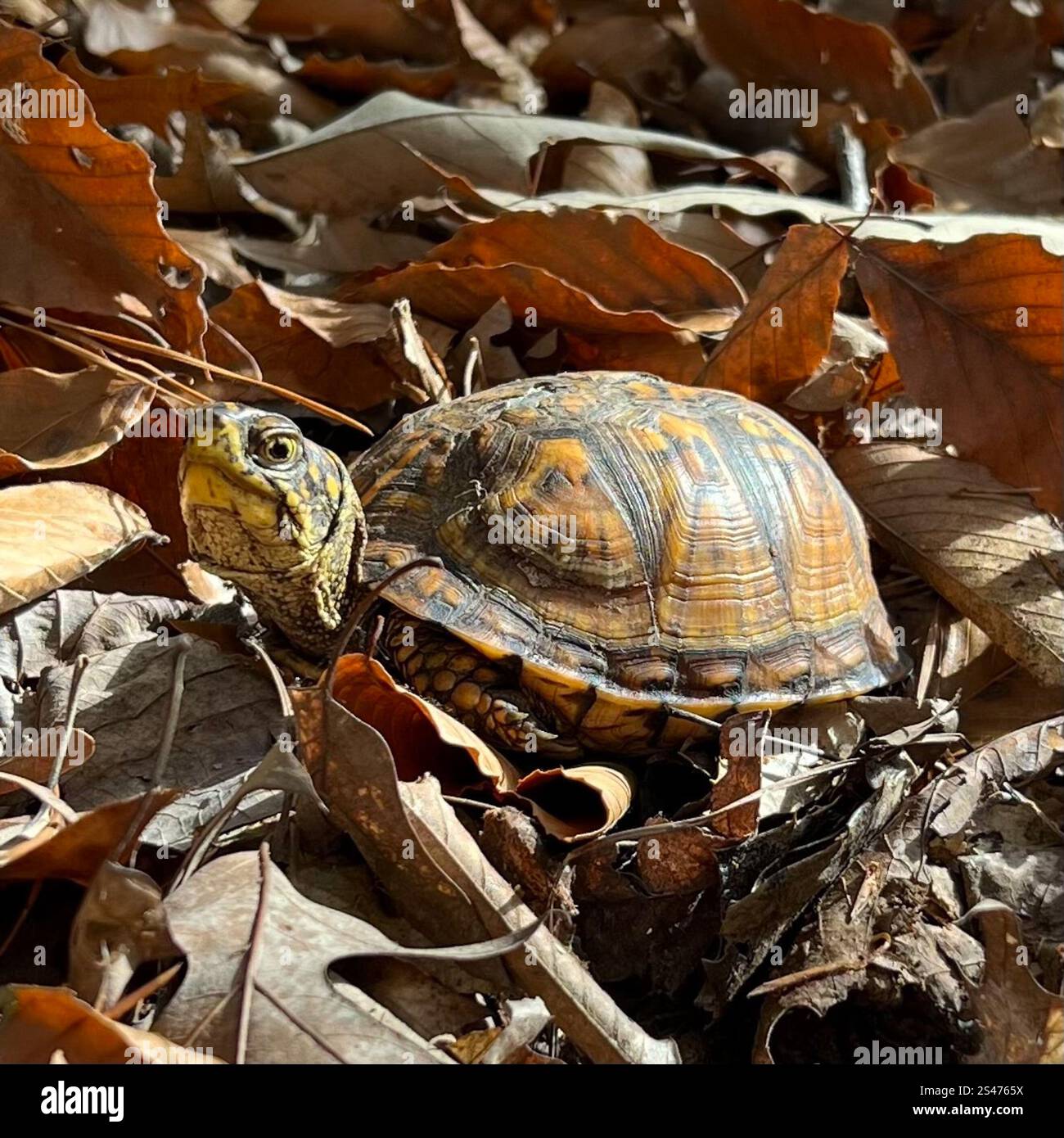 Eastern Box Turtle (Terrapene carolina carolina Stock Photo - Alamy