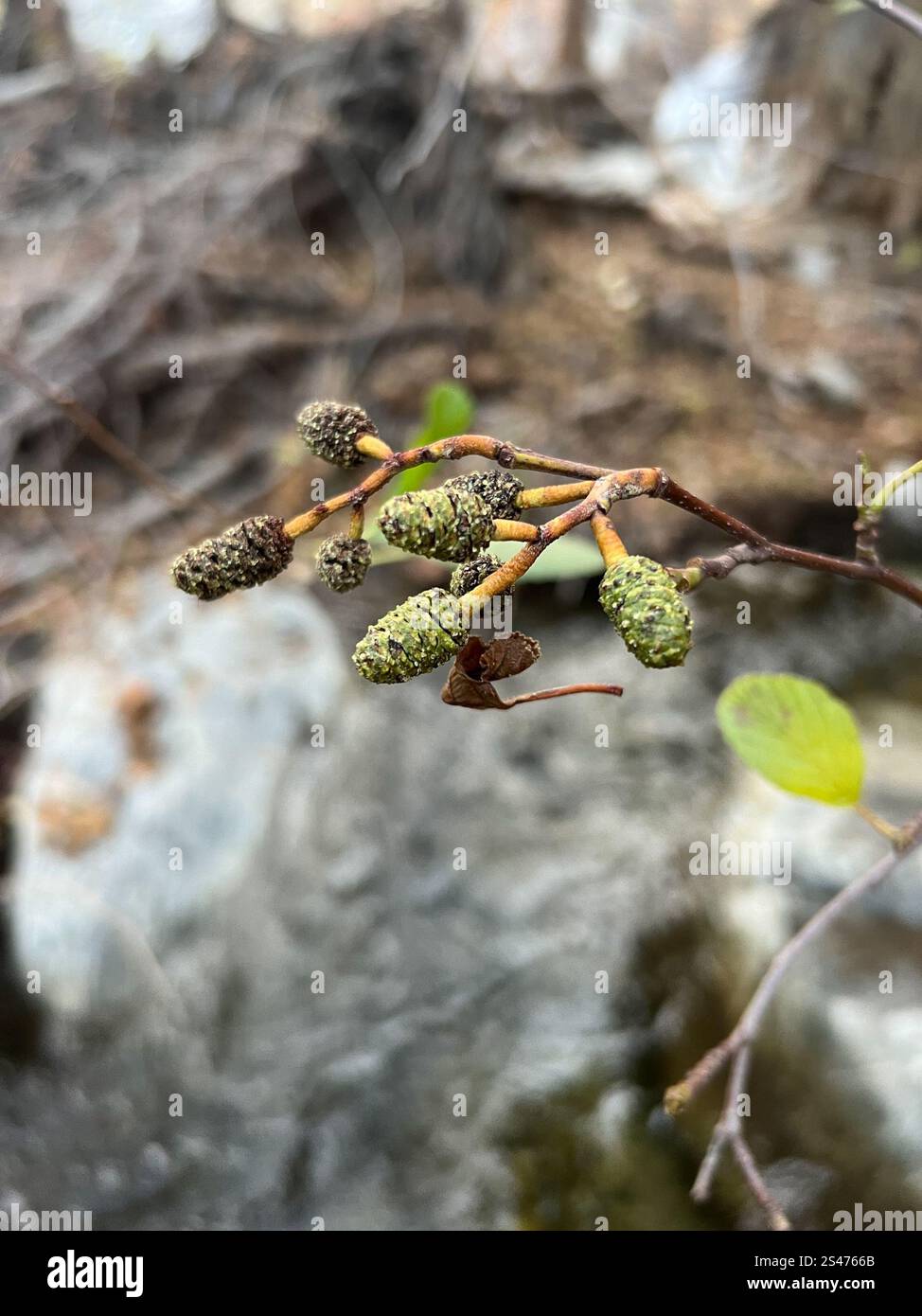 white alder (Alnus rhombifolia Stock Photo - Alamy