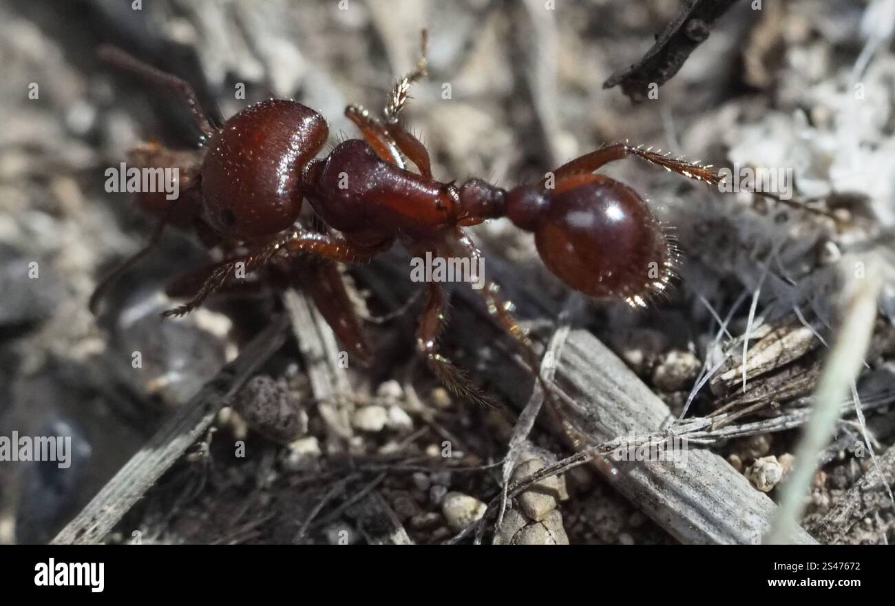 Red Harvester Ant (Pogonomyrmex barbatus Stock Photo - Alamy