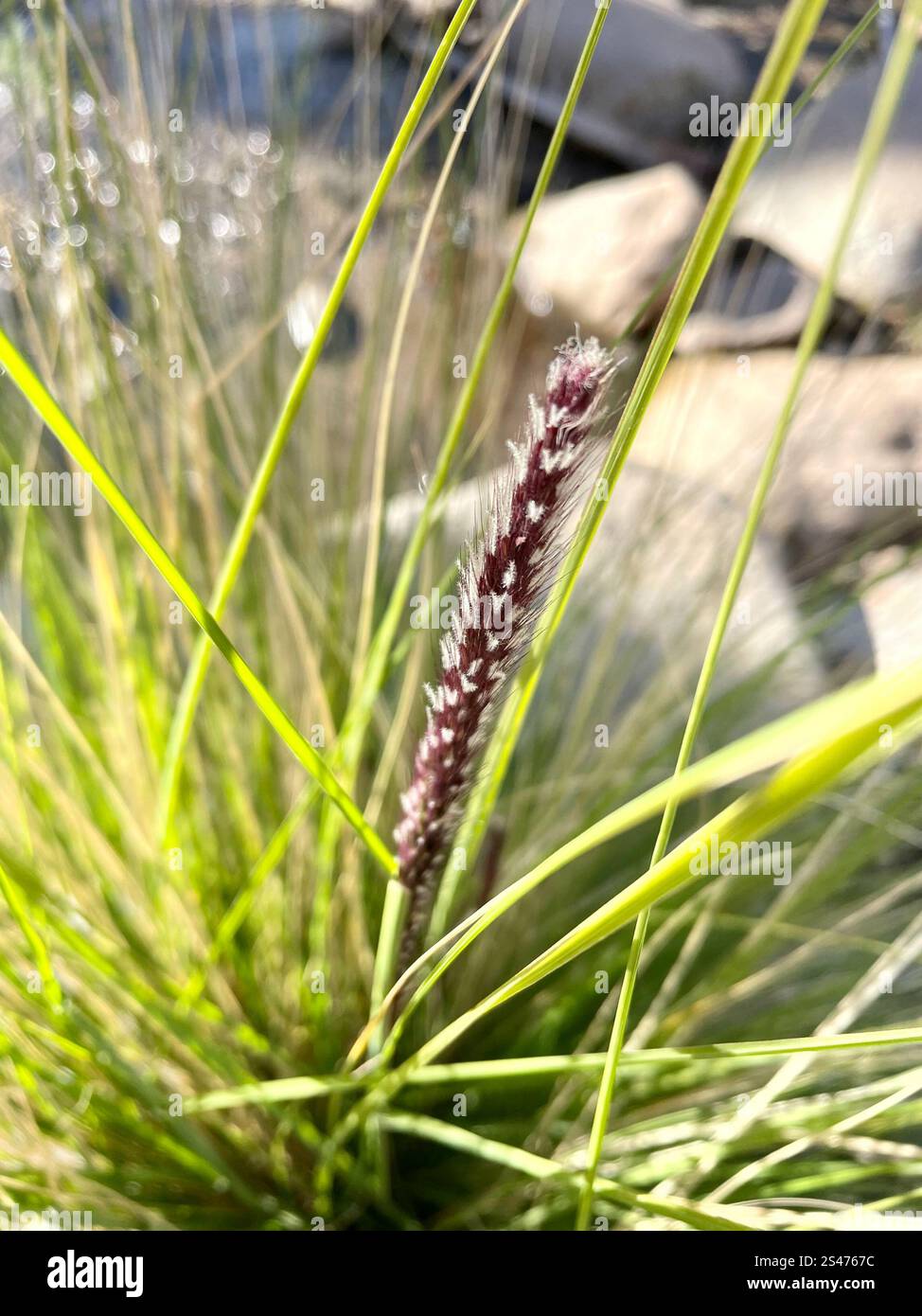 Fountain Grass (Cenchrus setaceus Stock Photo - Alamy
