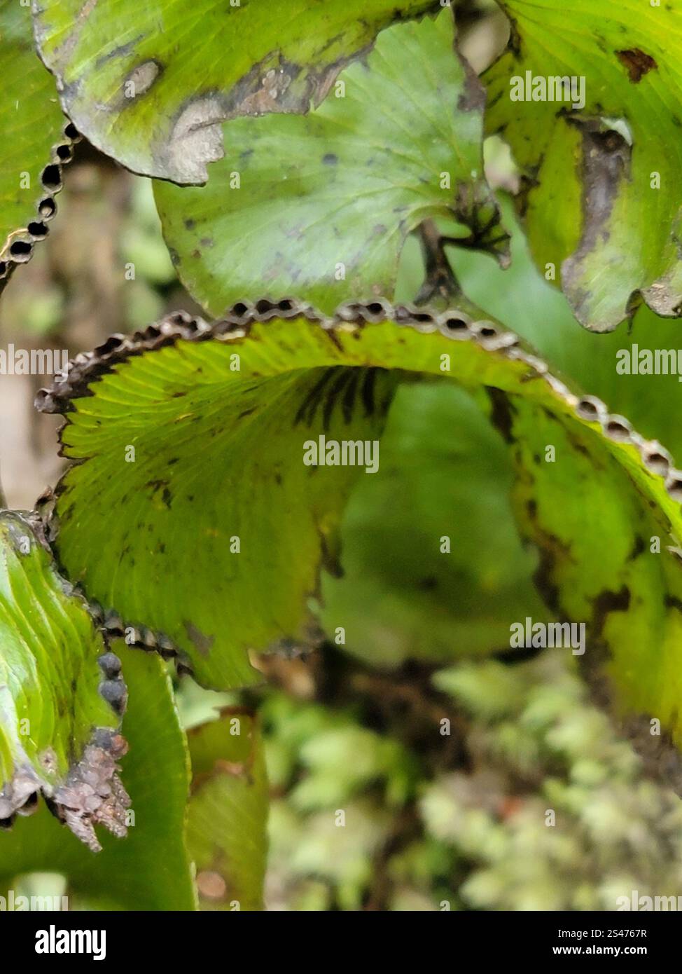 kidney fern (Hymenophyllum nephrophyllum Stock Photo - Alamy