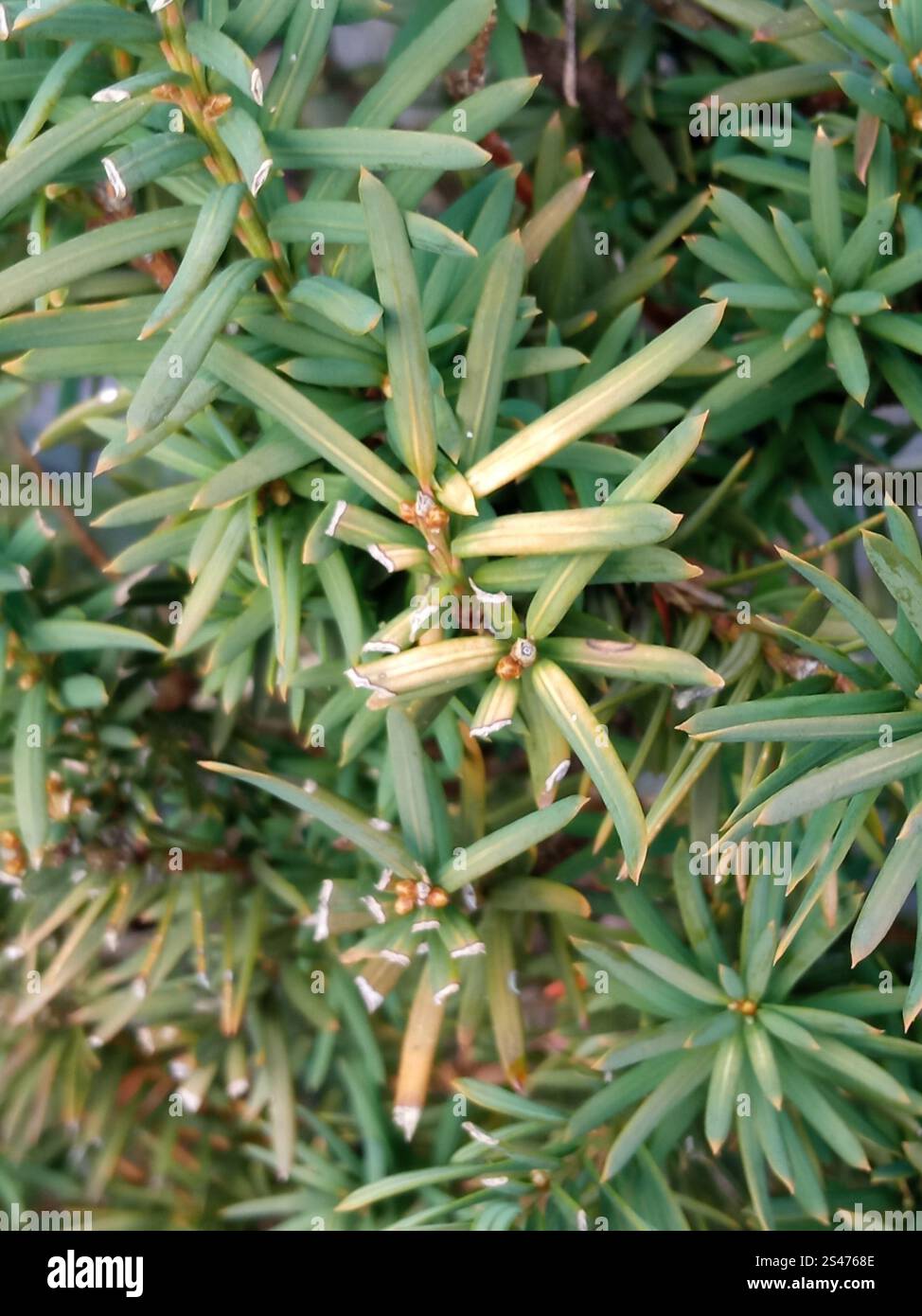 common yew (Taxus baccata Stock Photo - Alamy