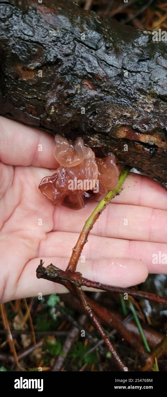 Leafy Brain (Phaeotremella foliacea Stock Photo - Alamy