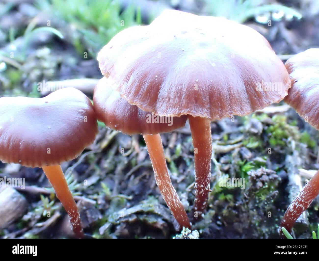 mountain moss deconica (Deconica montana Stock Photo - Alamy