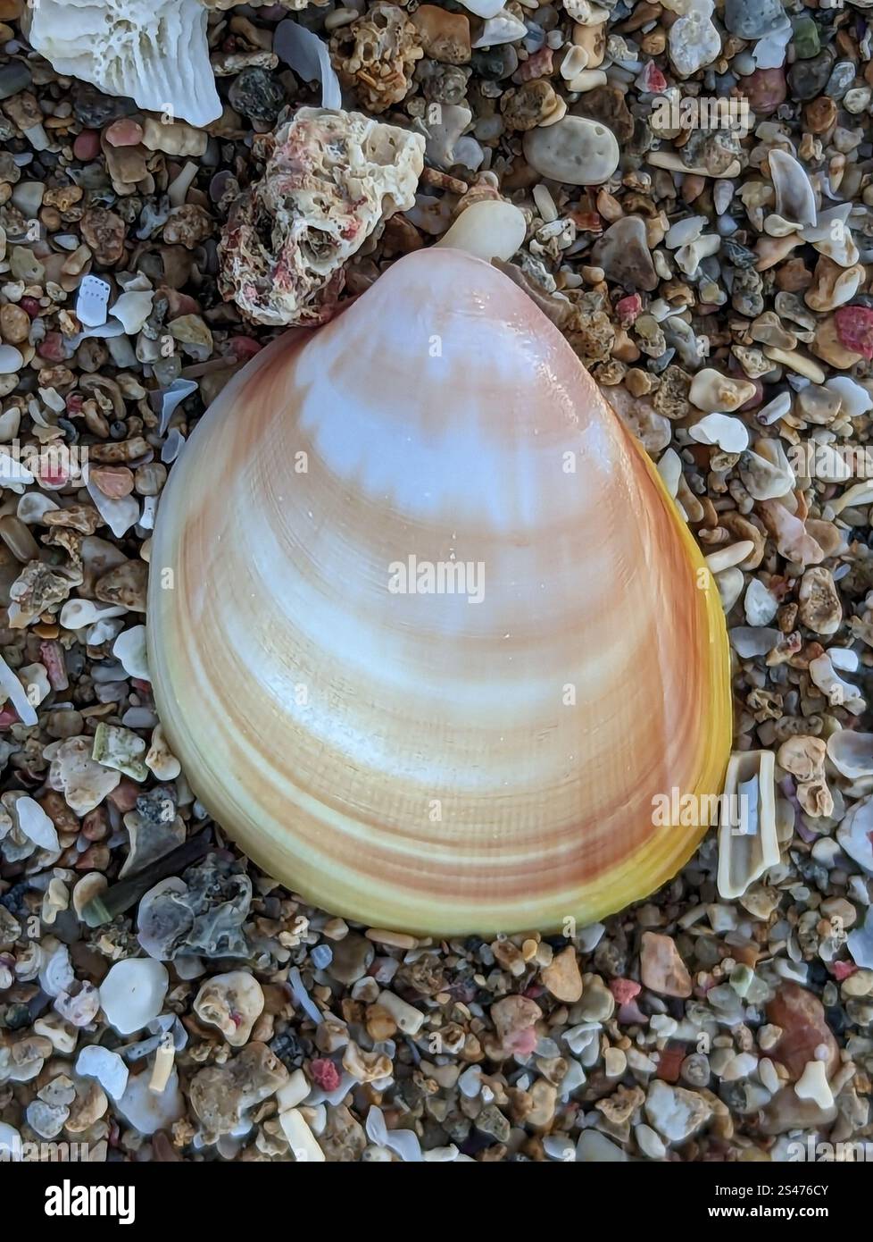 Common Egg Cockle (Laevicardium serratum Stock Photo - Alamy