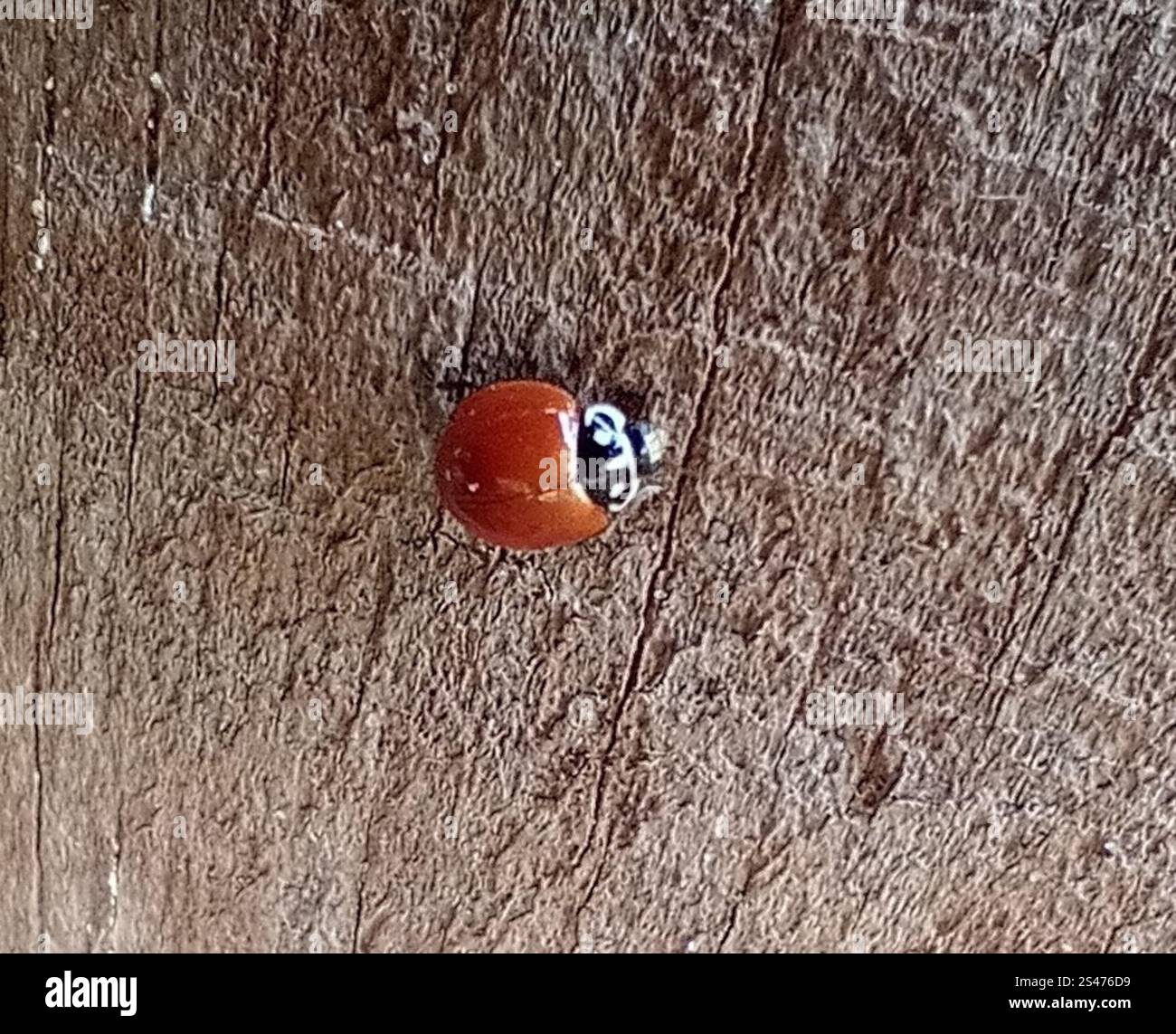 Spotless Lady Beetle (Cycloneda sanguinea Stock Photo - Alamy
