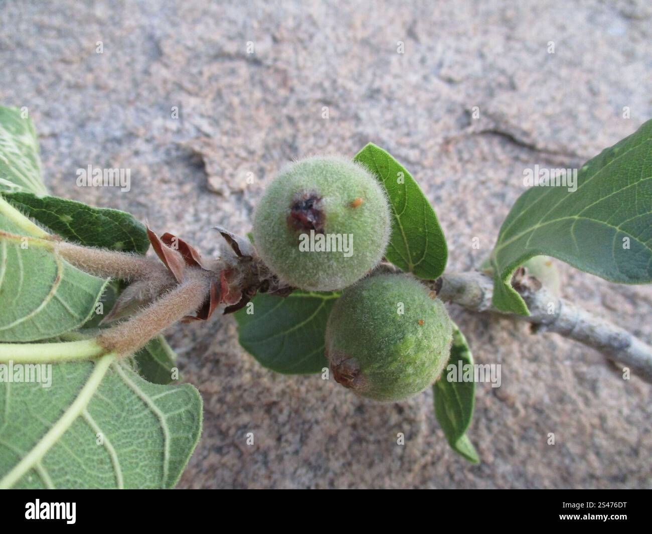 Leafy Sycamore Fig (Ficus sycomorus gnaphalocarpa Stock Photo - Alamy