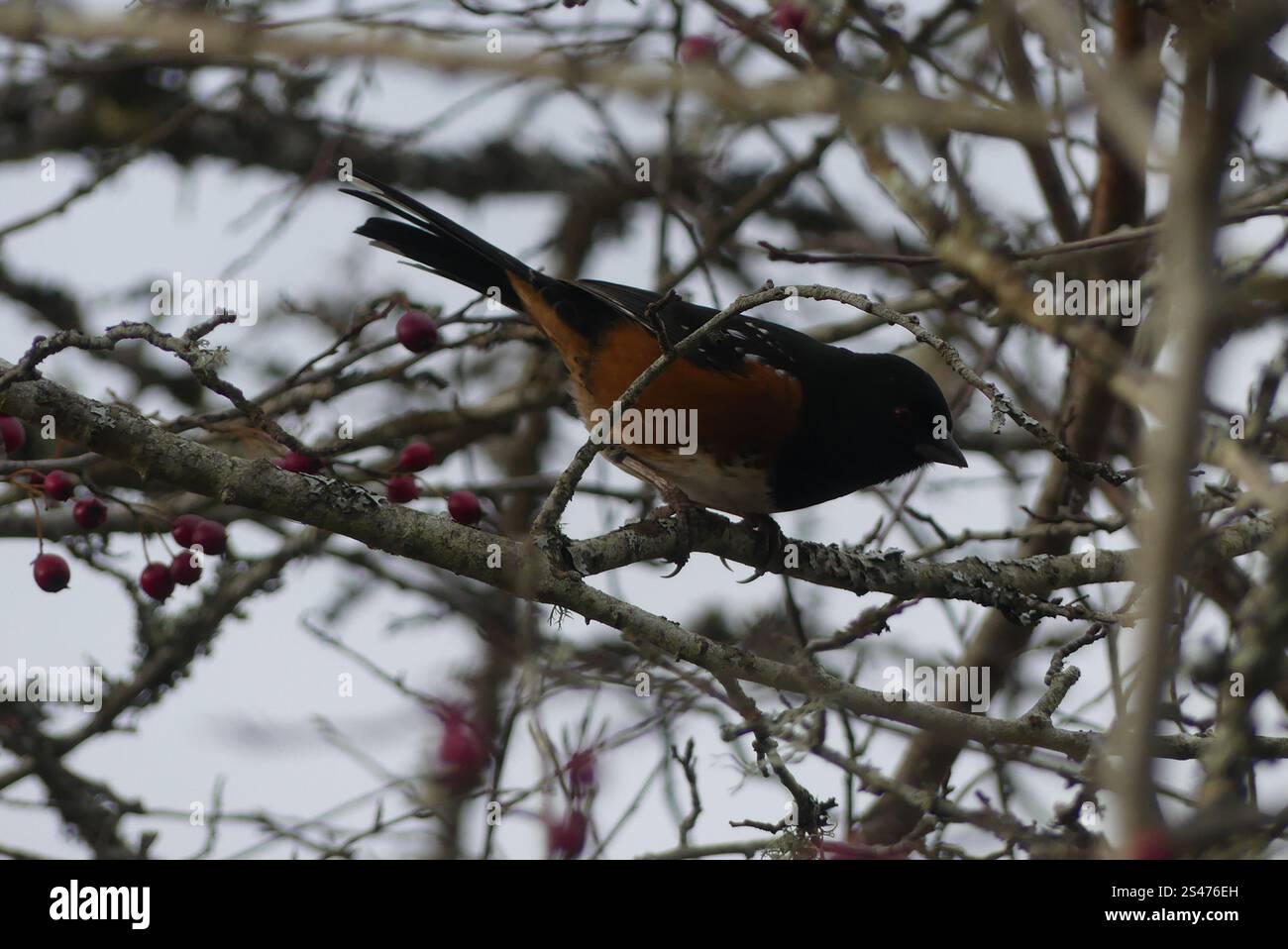 Spotted Towhee (Pipilo maculatus Stock Photo - Alamy